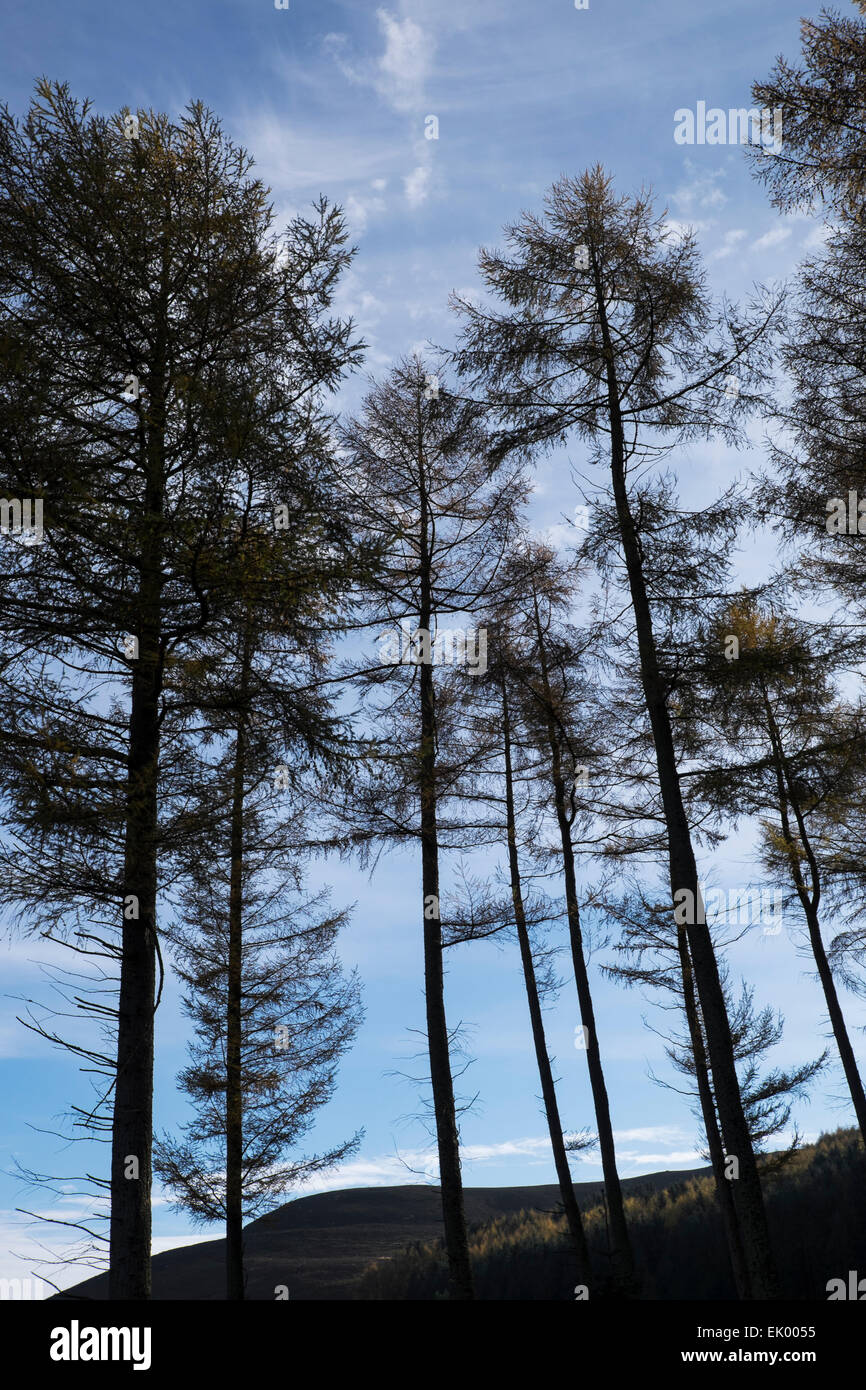 The Beacon, a Simonside hill seen through the trees of Simonside Forest ...