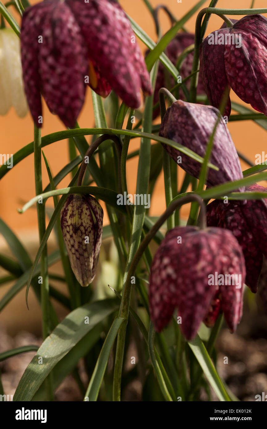 Snakehead High Resolution Stock Photography and Images - Alamy