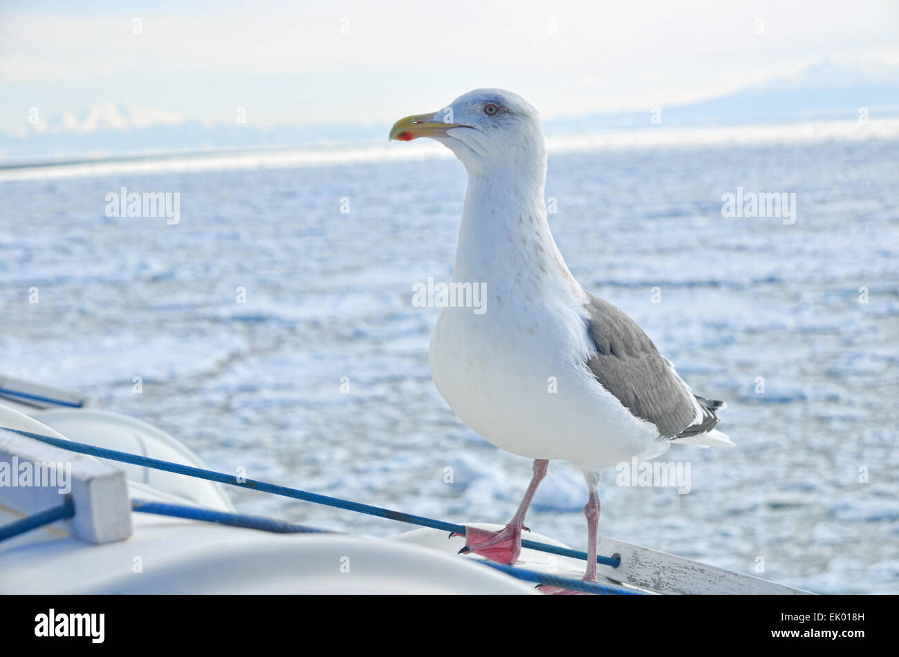 Perching seagull on Aurora Drift Ice Cruise, Abashiri Stock Photo - Alamy