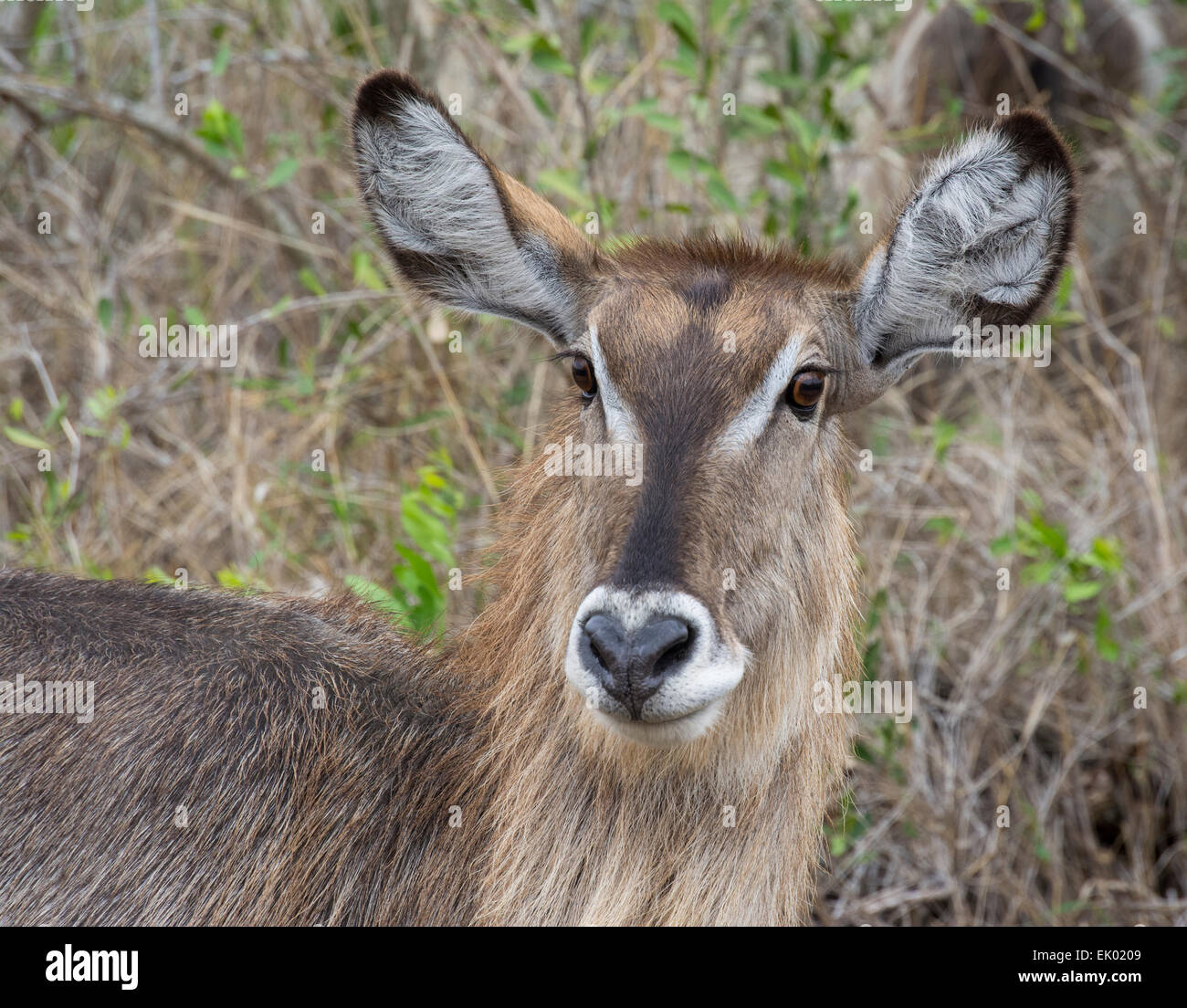 Portrait of a female waterbuck Stock Photo - Alamy