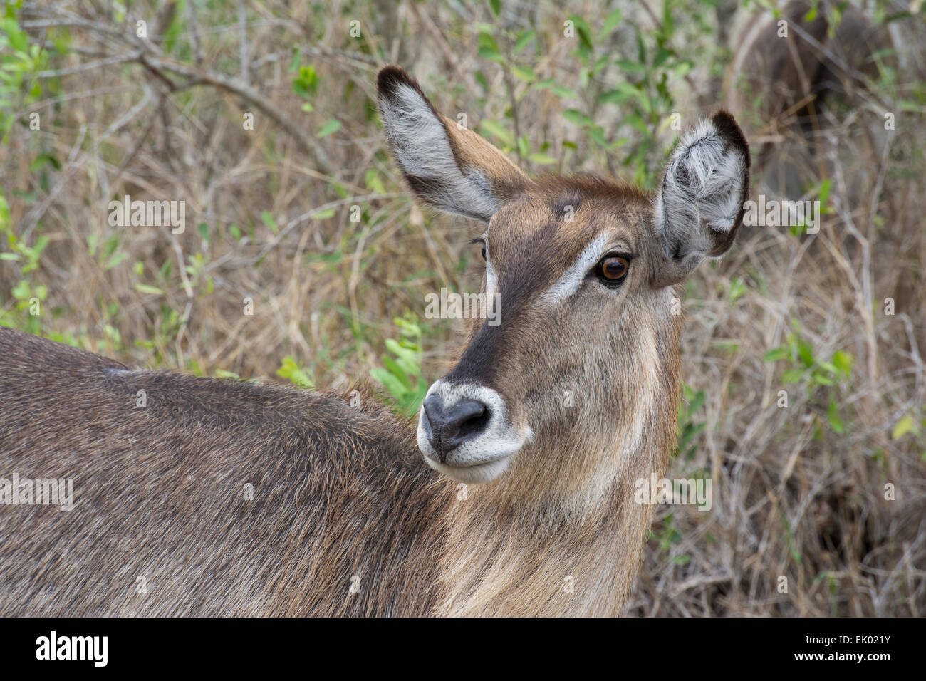 A female waterbuck looking back Stock Photo - Alamy