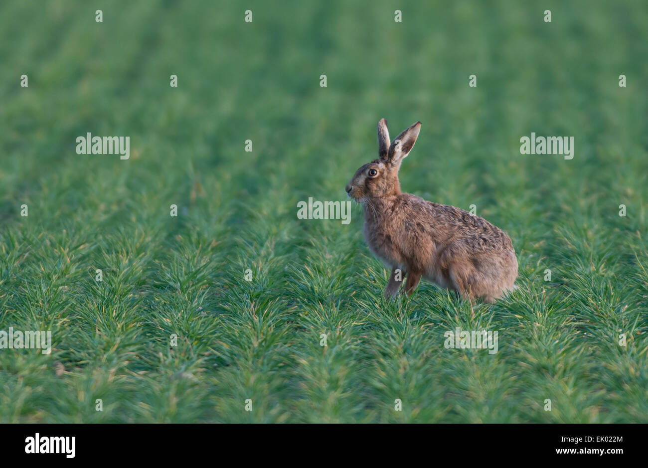 European Brown (Common) Hare- Lepus europaeus, Spring. Uk Stock Photo ...