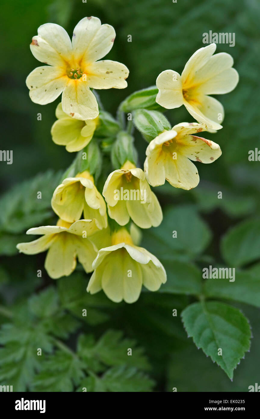 True oxlips hi-res stock photography and images - Alamy