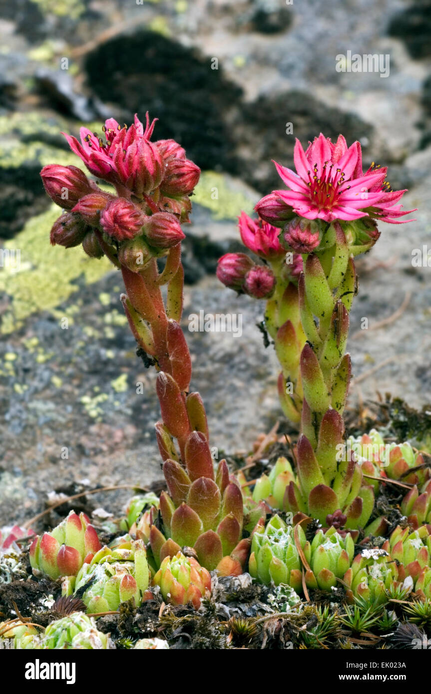 Mountain houseleek / mountain web-houseleek (Sempervivum montanum ...