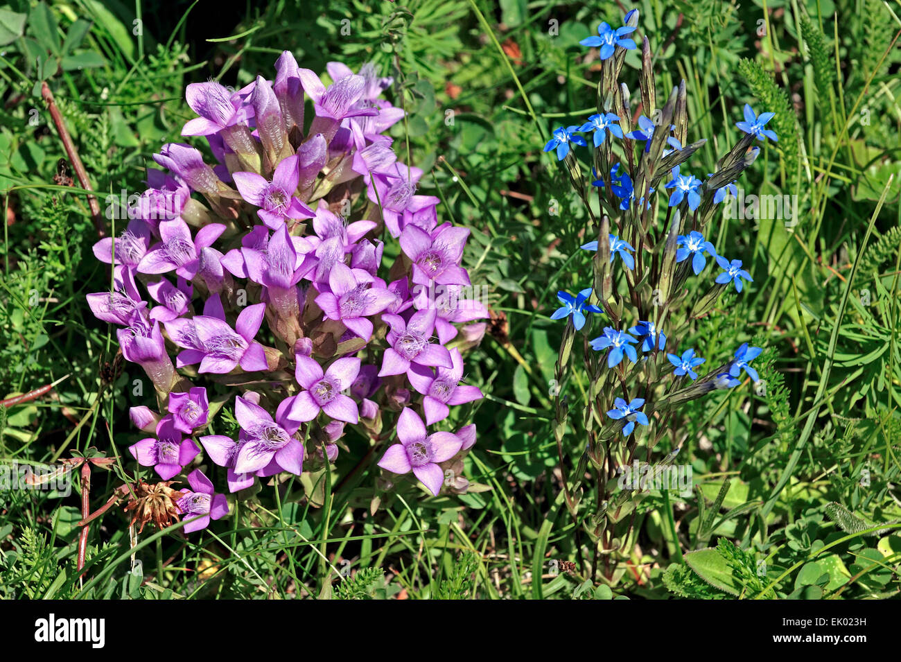 Gentiana campestris hi-res stock photography and images - Alamy