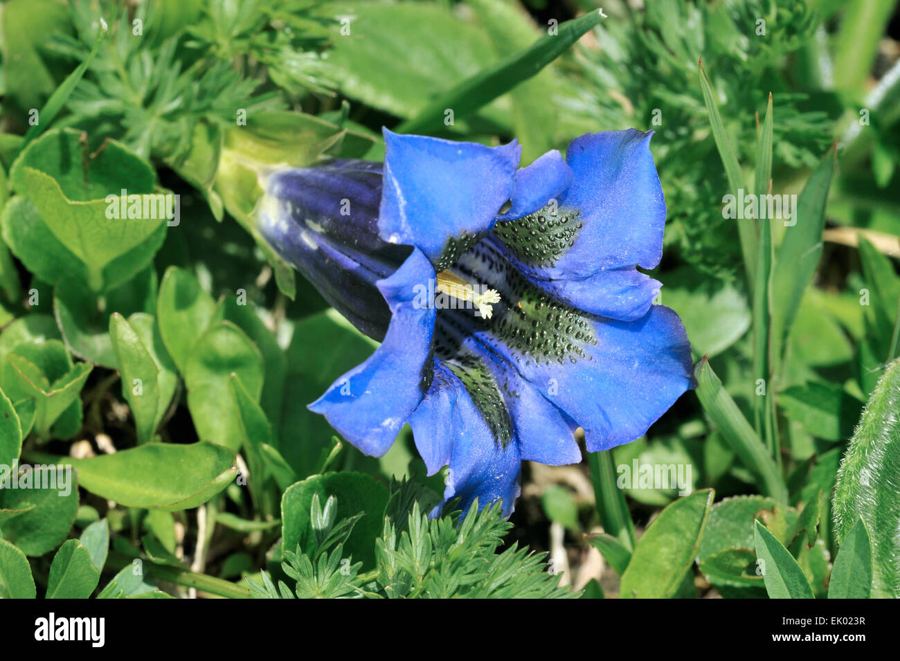 Stemless gentian (Gentiana acaulis) in flower in the Alps Stock Photo ...