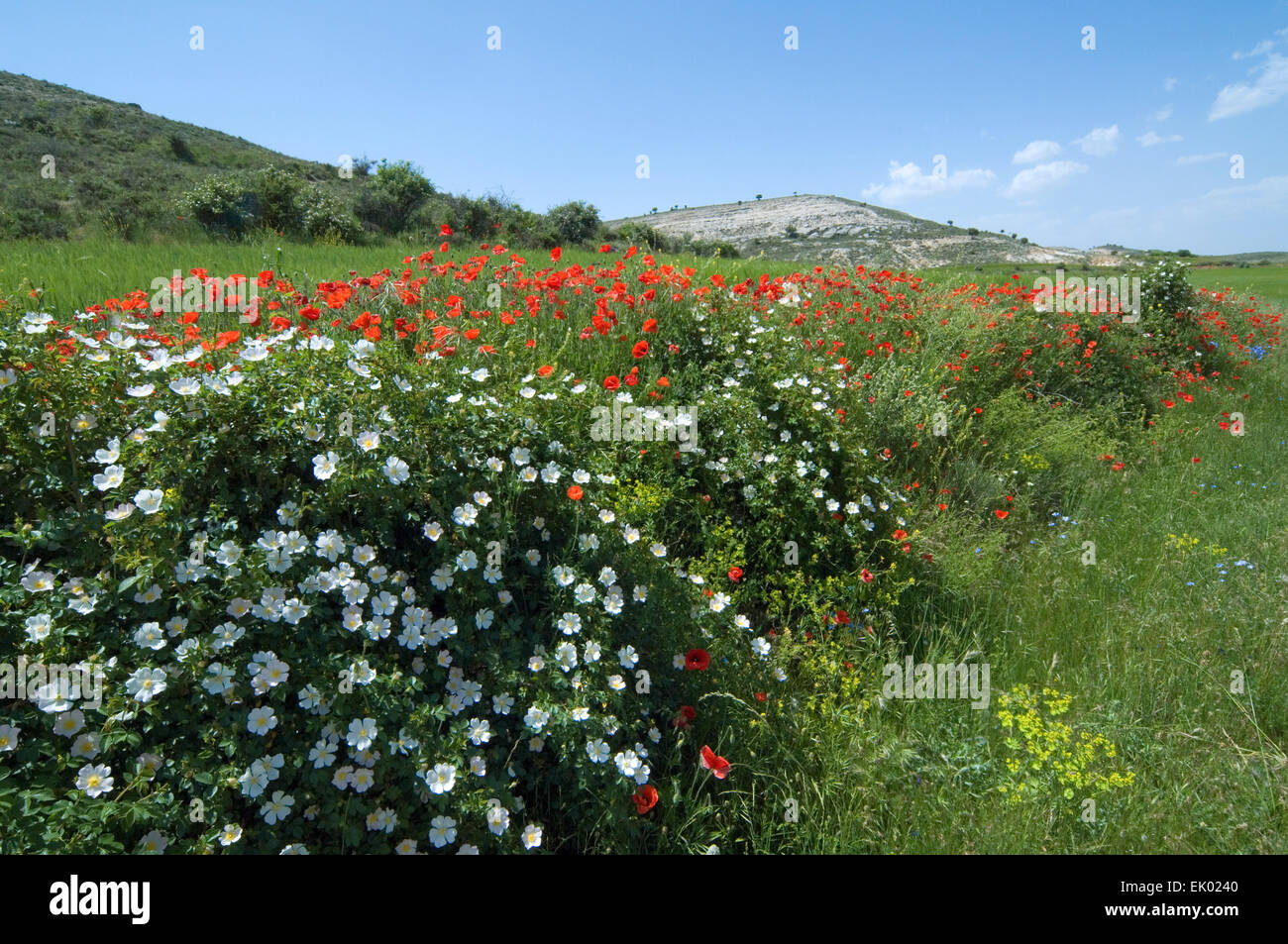 Short-styled field-rose / short styled field rose (Rosa stylosa) and ...