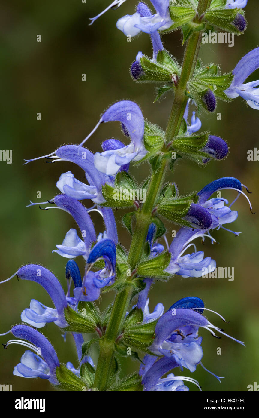 Meadow clary / meadow sage (Salvia pratensis) in flower Stock Photo - Alamy
