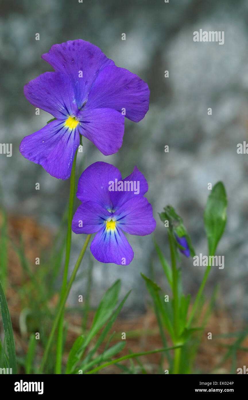 Long-spurred pansy / long-spurred violet / mountain violets (Viola ...