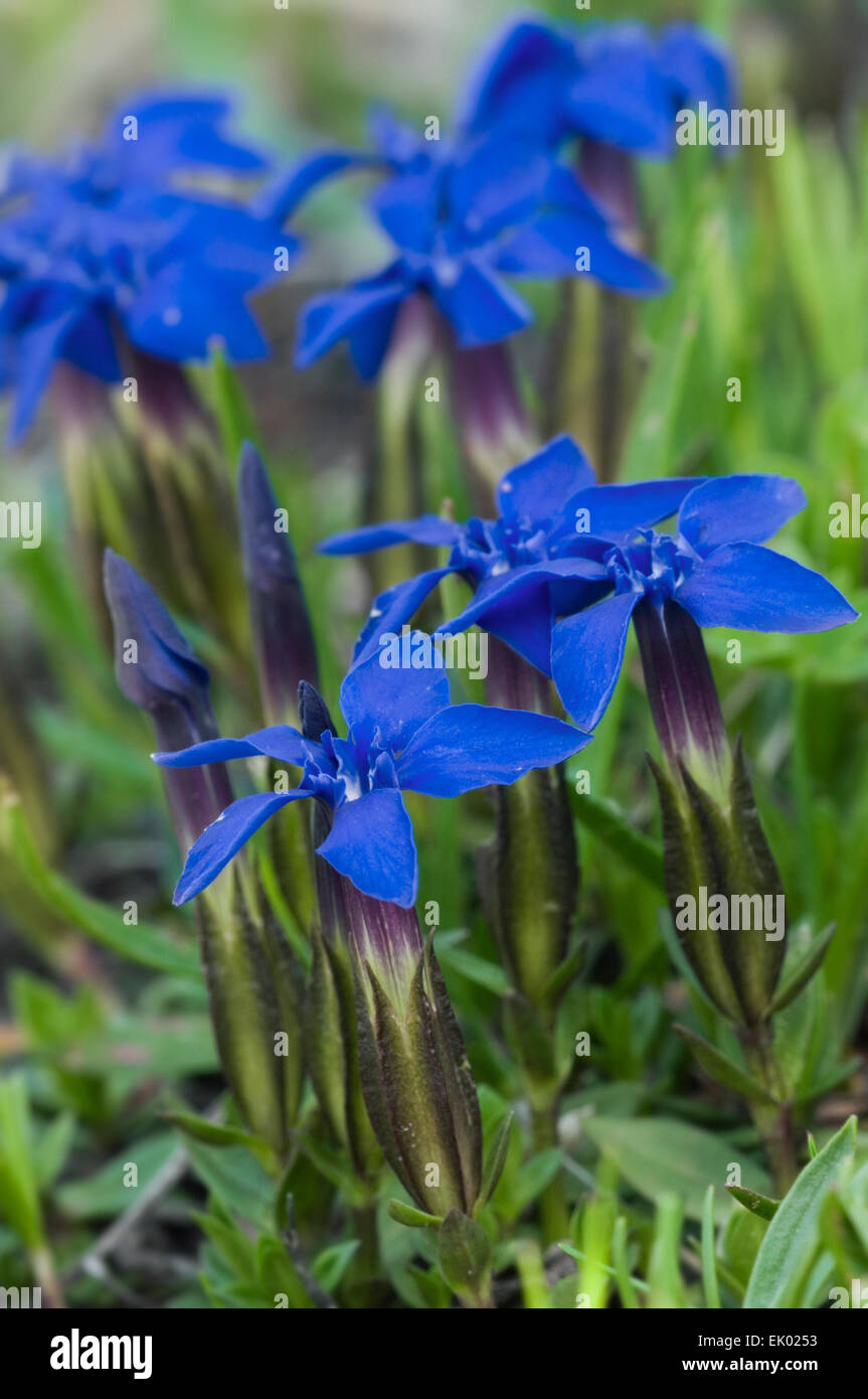 Blue gentians uk hi-res stock photography and images - Alamy