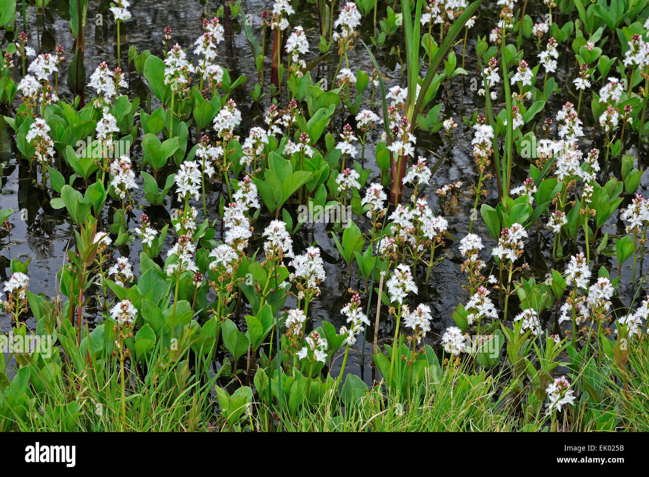 Buckbean / Bogbean (Menyanthes trifoliata) in flower in pond Stock ...