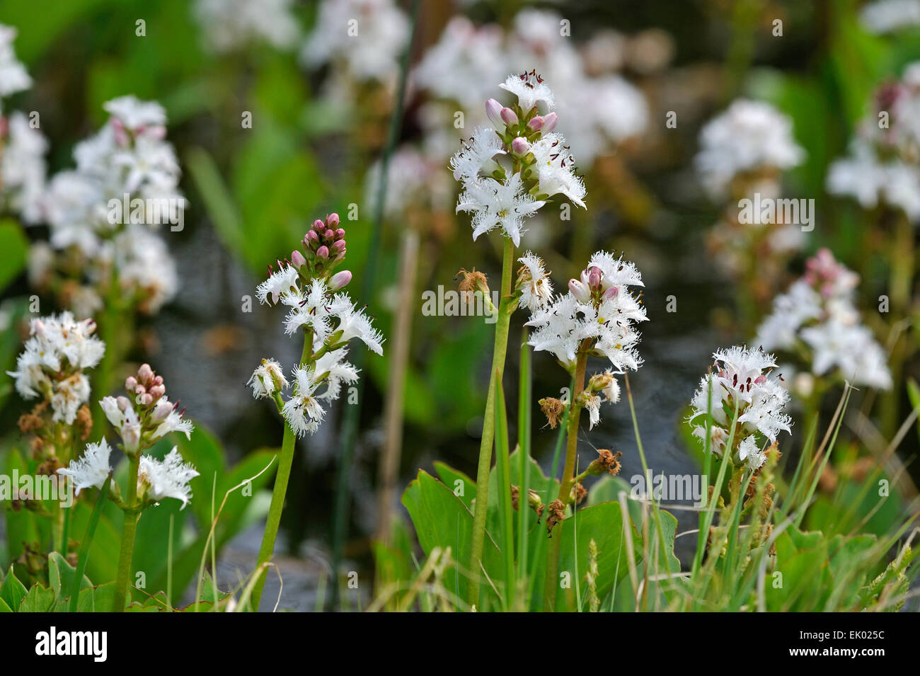 Buckbean / Bogbean (Menyanthes trifoliata) in flower in pond Stock ...