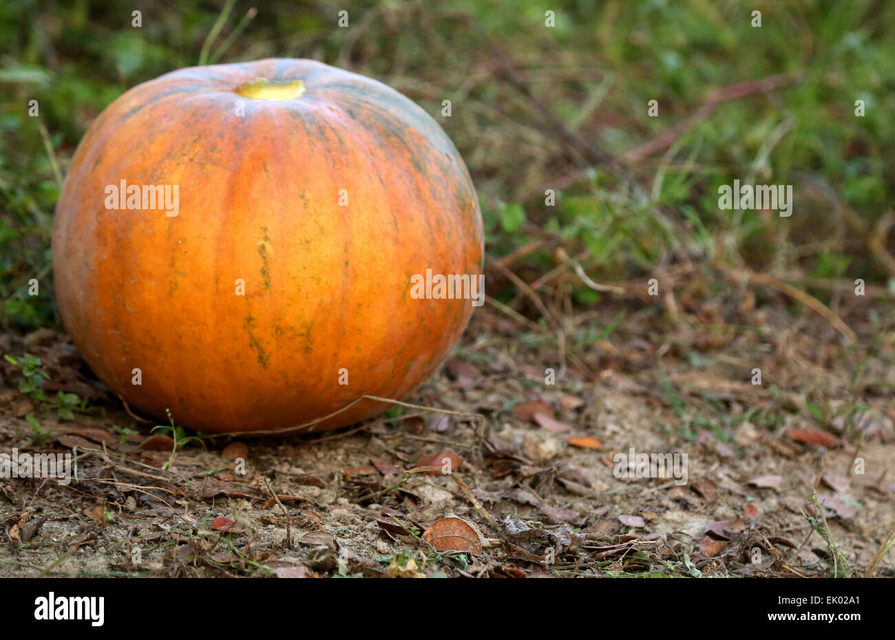 Harvested ripe pumpkin in garden Stock Photo - Alamy