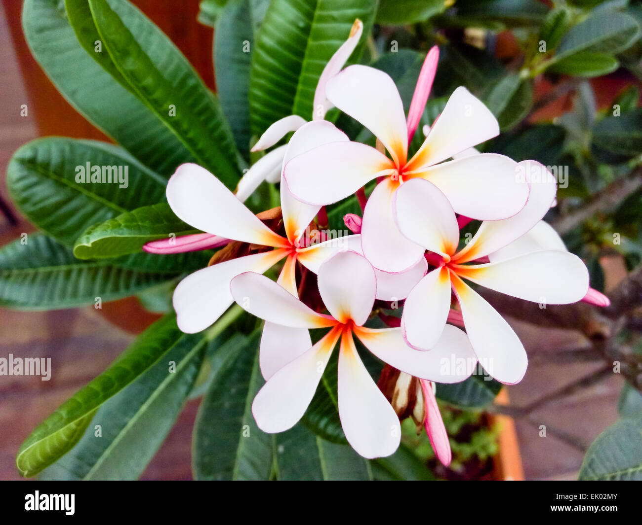 White Plumeria flower(frangipani flowers, Frangipani, Pagoda tree or ...