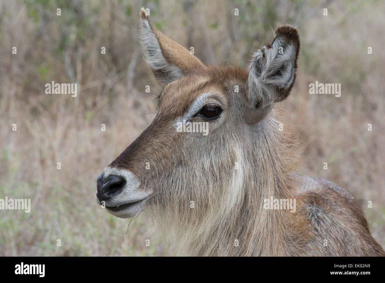 Female water buck hi-res stock photography and images - Alamy