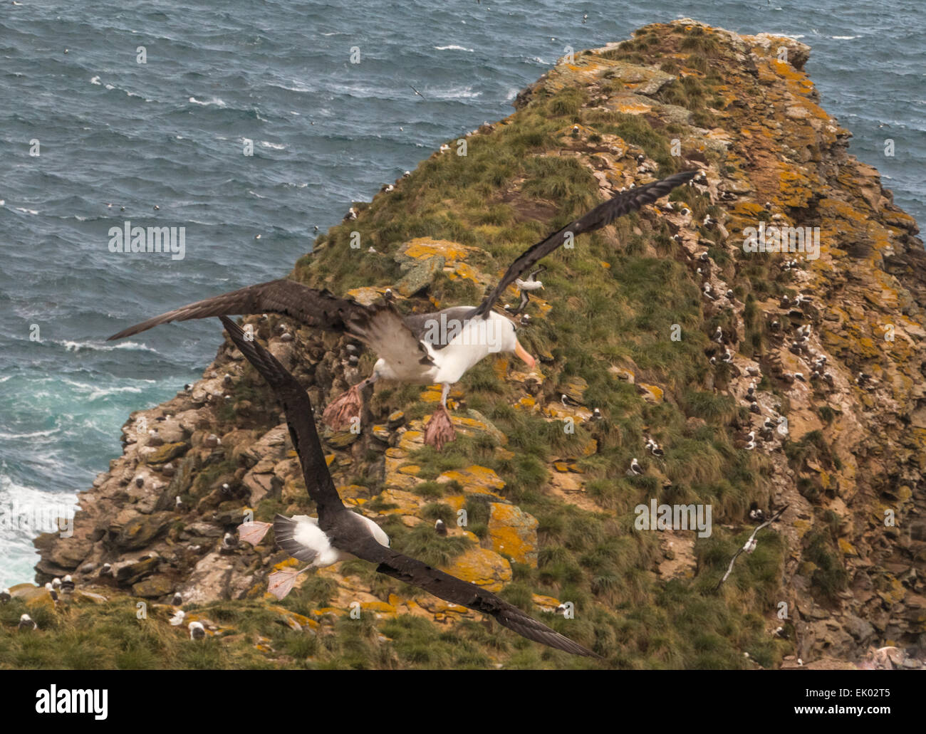 Albatross in flight Stock Photo - Alamy