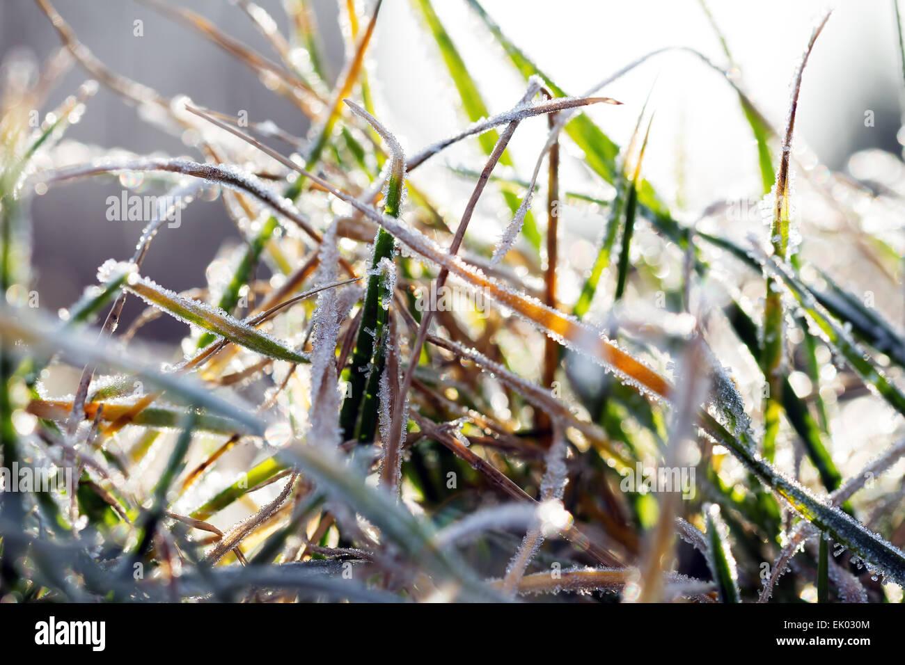 Cold winter morning dew on grass hi-res stock photography and images ...