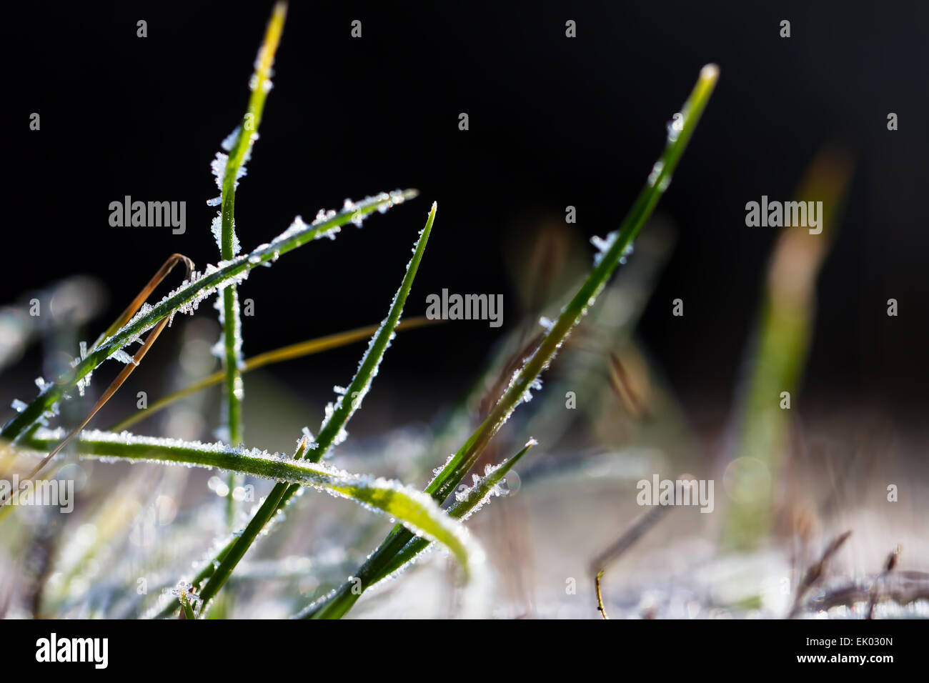 Dew on Grass in a Frosty Winter Morning Macro Photo Stock Photo - Alamy