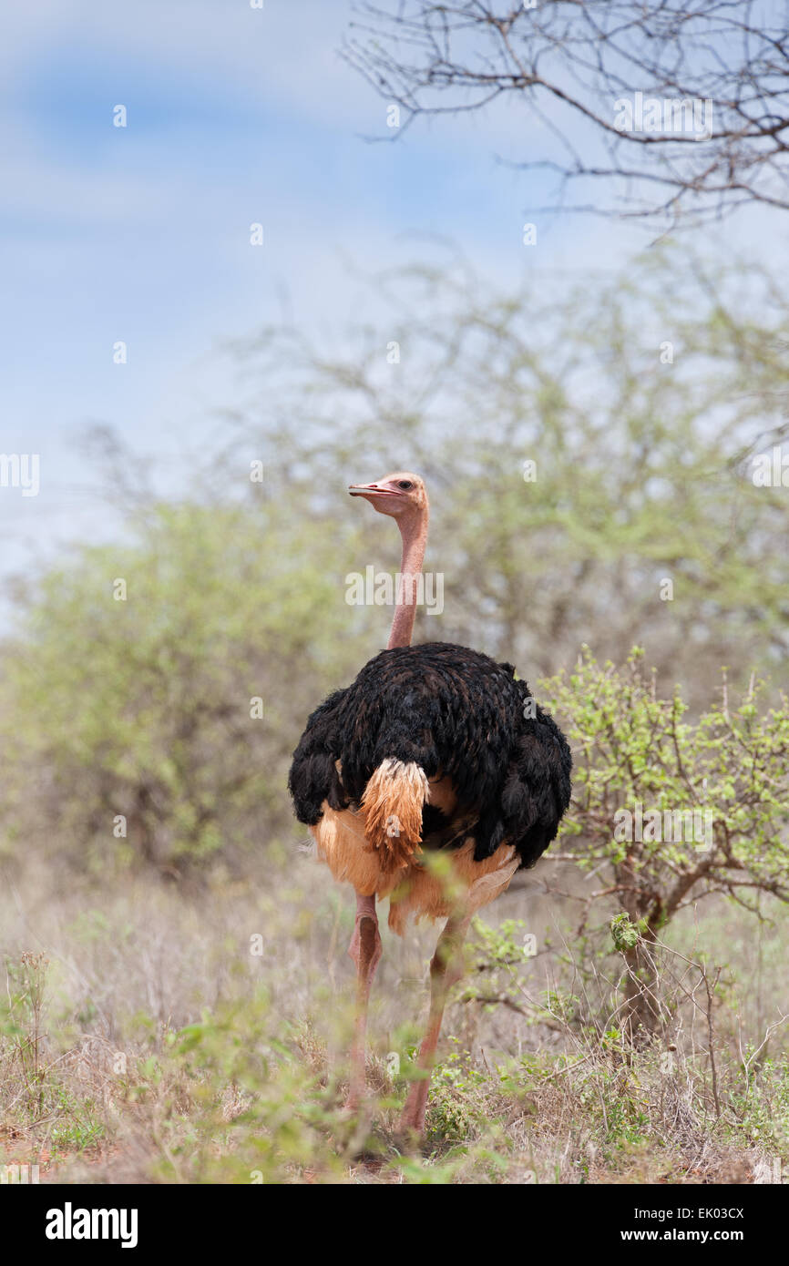 ostrich in the savanna of Africa Stock Photo - Alamy
