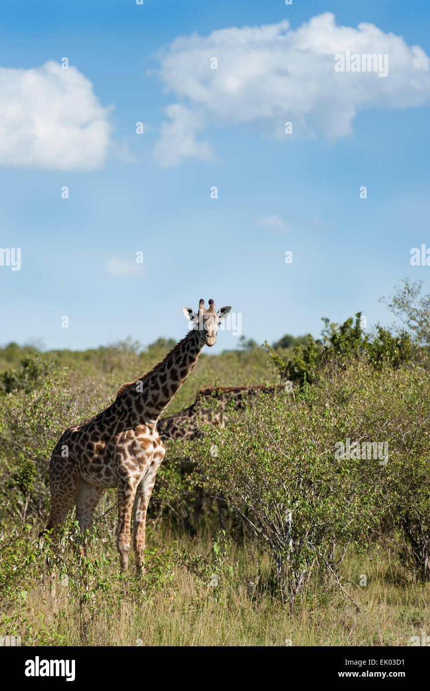 giraffe in the savanna of Africa Stock Photo - Alamy