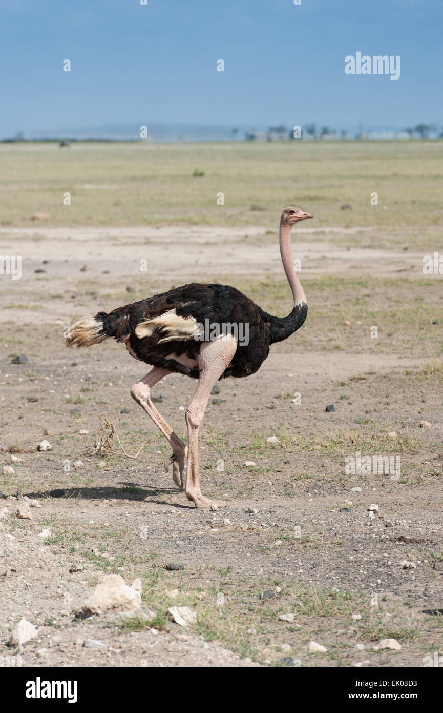 ostrich in the savanna of Africa Stock Photo - Alamy