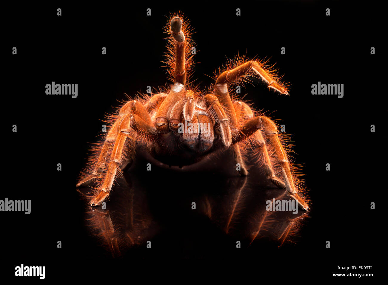 Goliath tarantula hi-res stock photography and images - Alamy