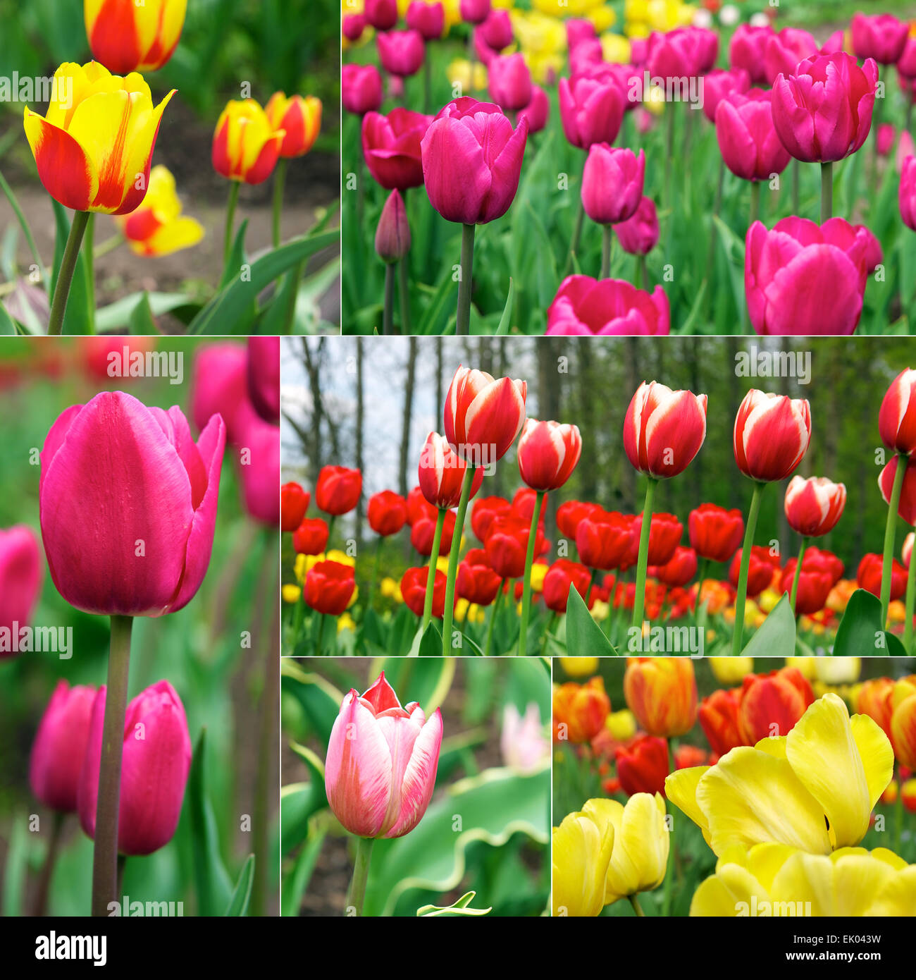Tulips - beautiful spring flowers Stock Photo - Alamy