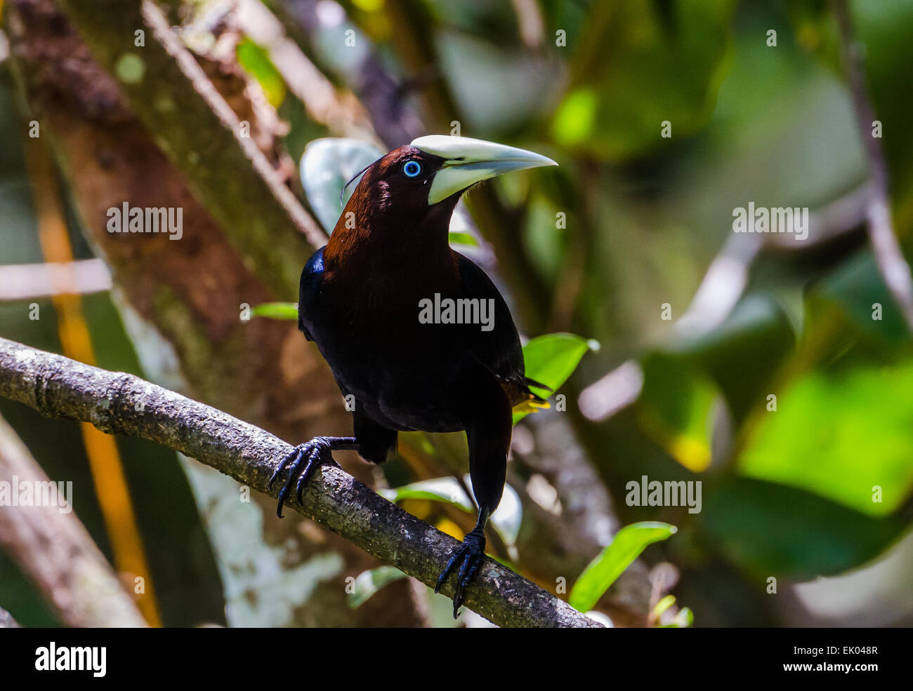 Chestnut headed oropendola hi-res stock photography and images - Alamy