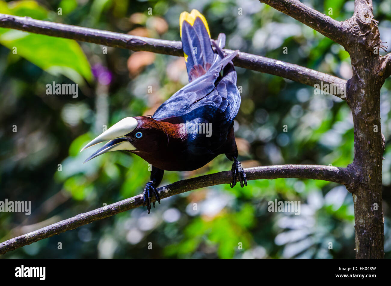 Chestnut headed oropendola hi-res stock photography and images - Alamy