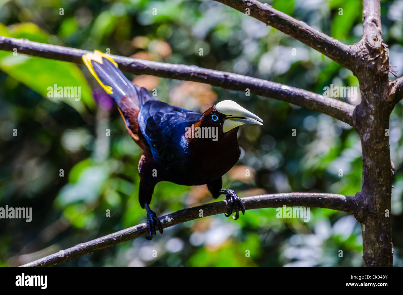 Chestnut headed oropendola hi-res stock photography and images - Alamy