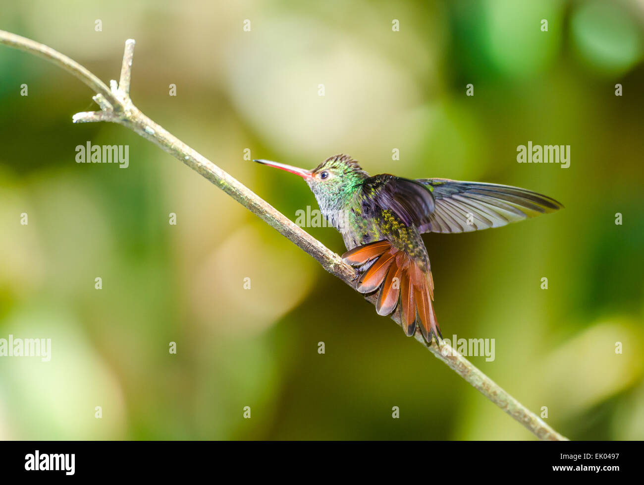 Rufous tailed hummingbird hi-res stock photography and images - Alamy