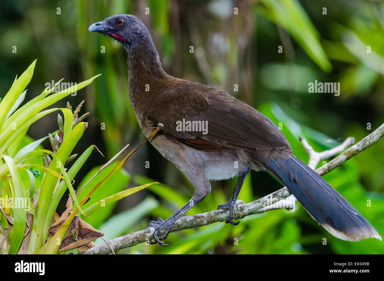 A Grey-headed Chachalaca (Ortalis cinereiceps Stock Photo - Alamy