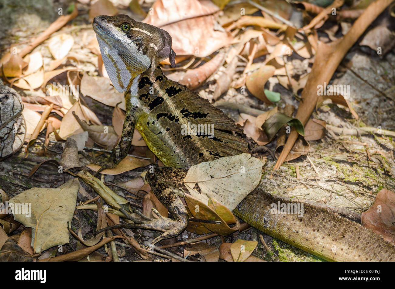 Basilisk lizard hi-res stock photography and images - Alamy