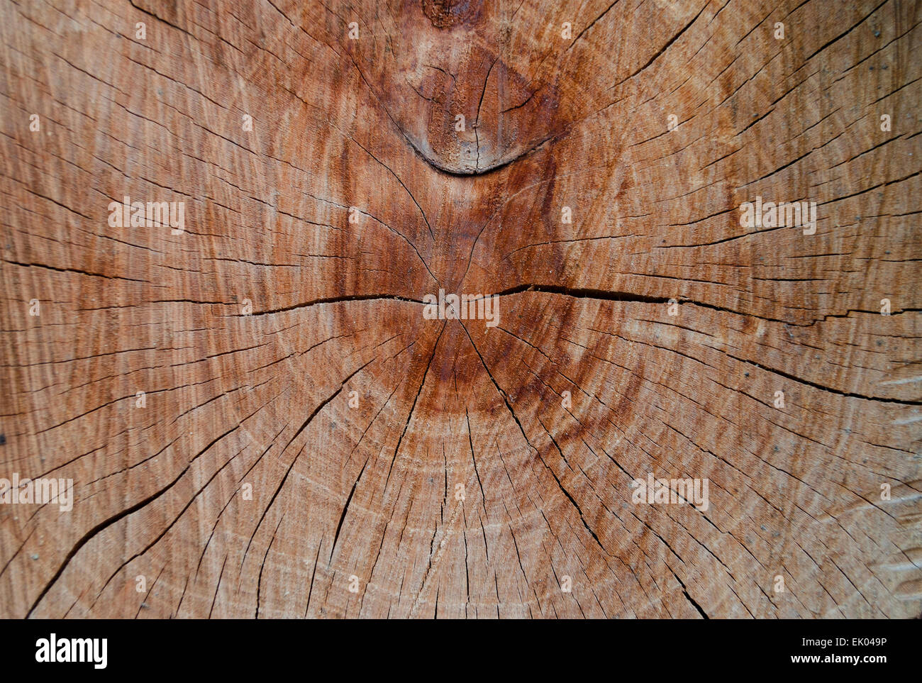 Circle cropped of dried fruit tree Stock Photo - Alamy