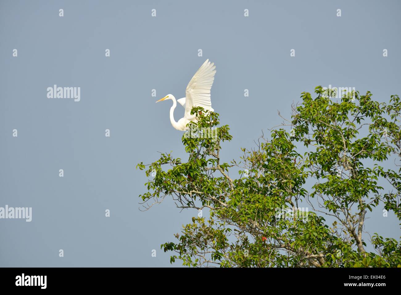 Egret on tree hi-res stock photography and images - Alamy