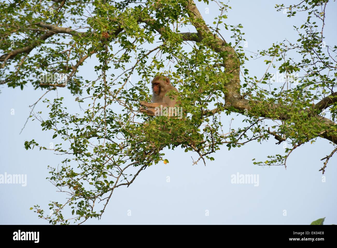 Macaque on Tree Stock Photo - Alamy