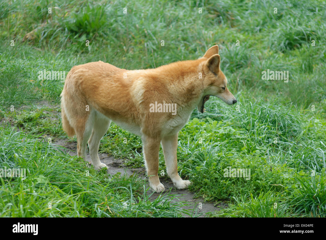 Dingo feeding hi-res stock photography and images - Alamy