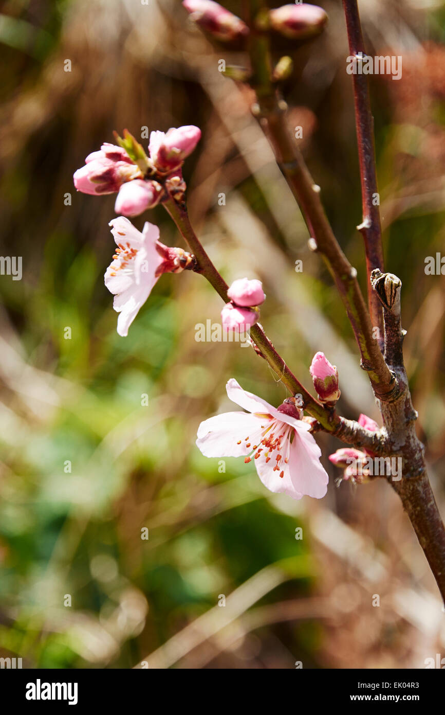 Almond spring hi-res stock photography and images - Alamy