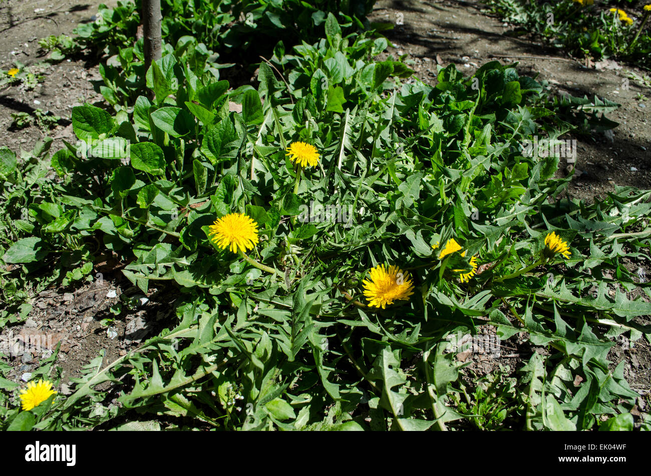 Yellow flowers bush dandelion Stock Photo - Alamy