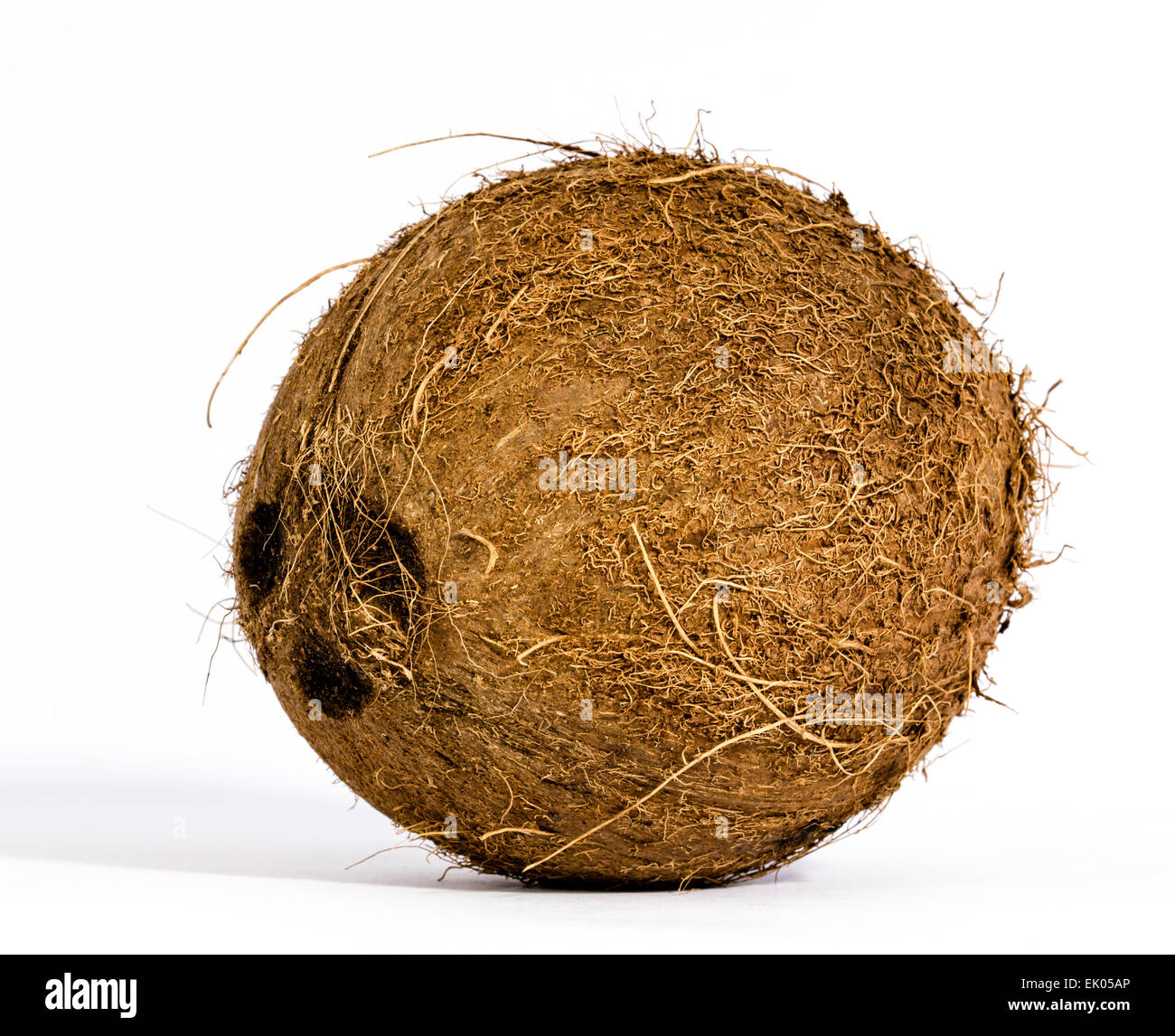 One fresh whole coconut (Cocos nucifera) isolated on a white background ...