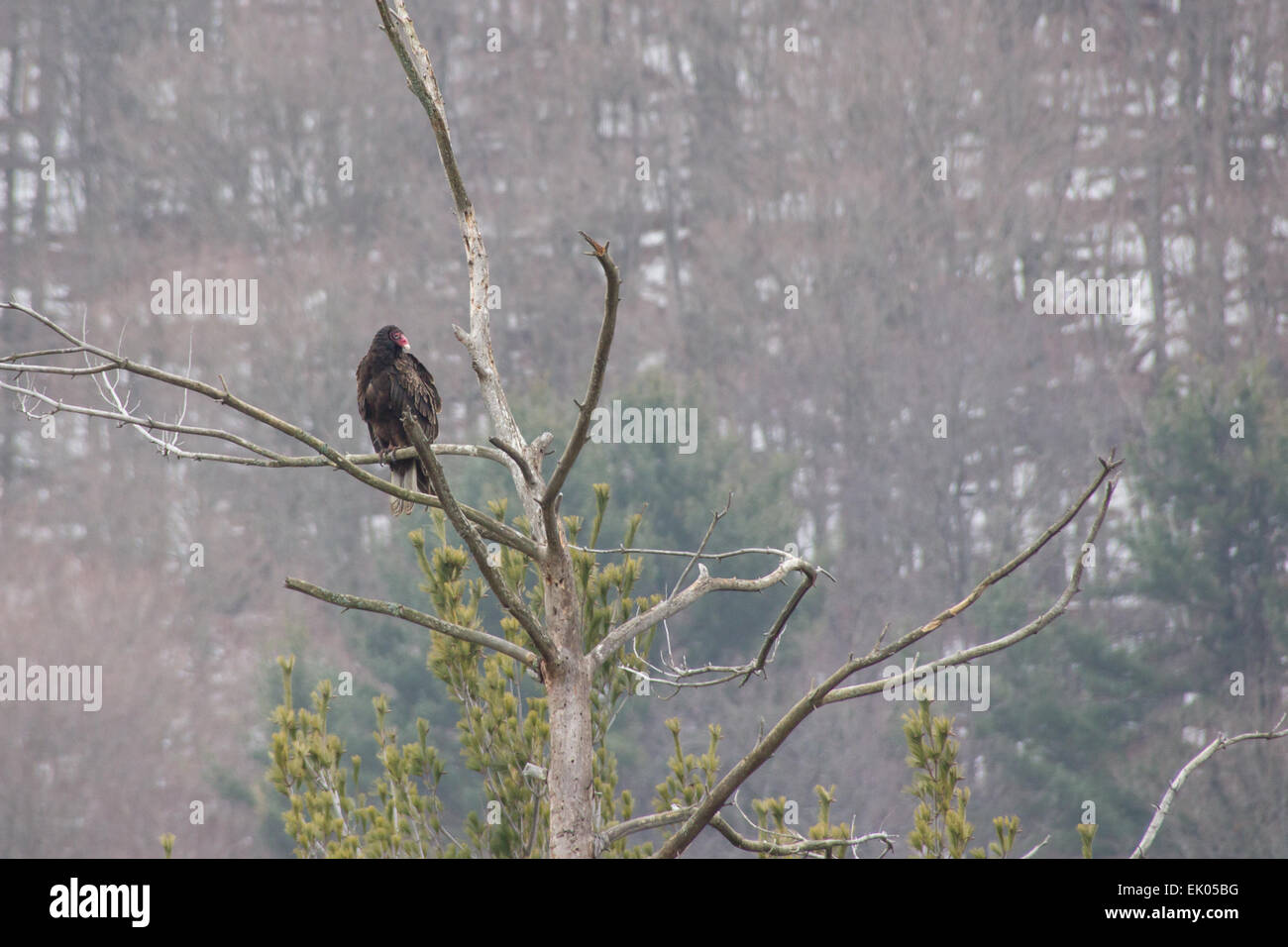 A Turkey vulture sits perched in a dead tree Stock Photo - Alamy