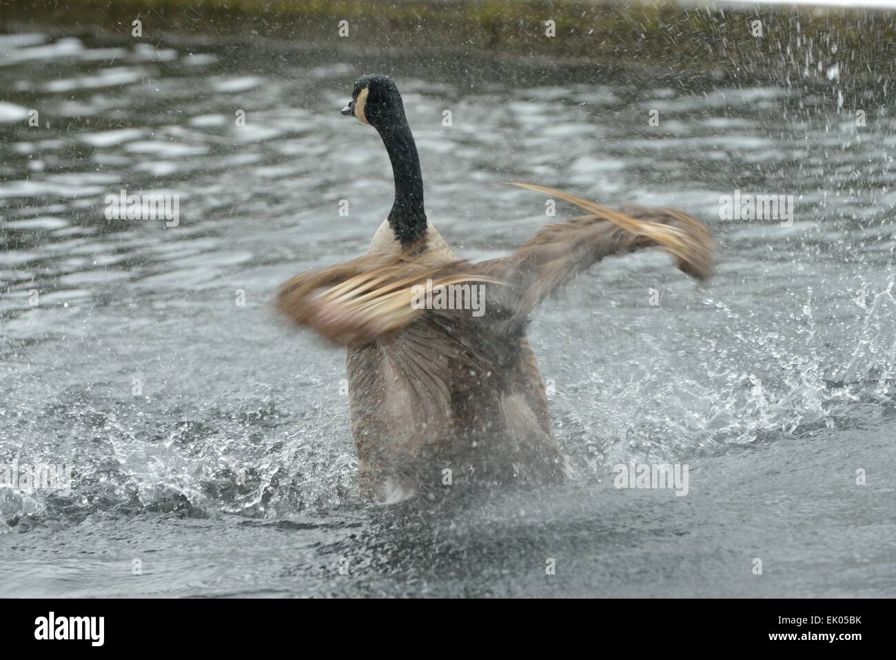 Flying goose hi-res stock photography and images - Alamy