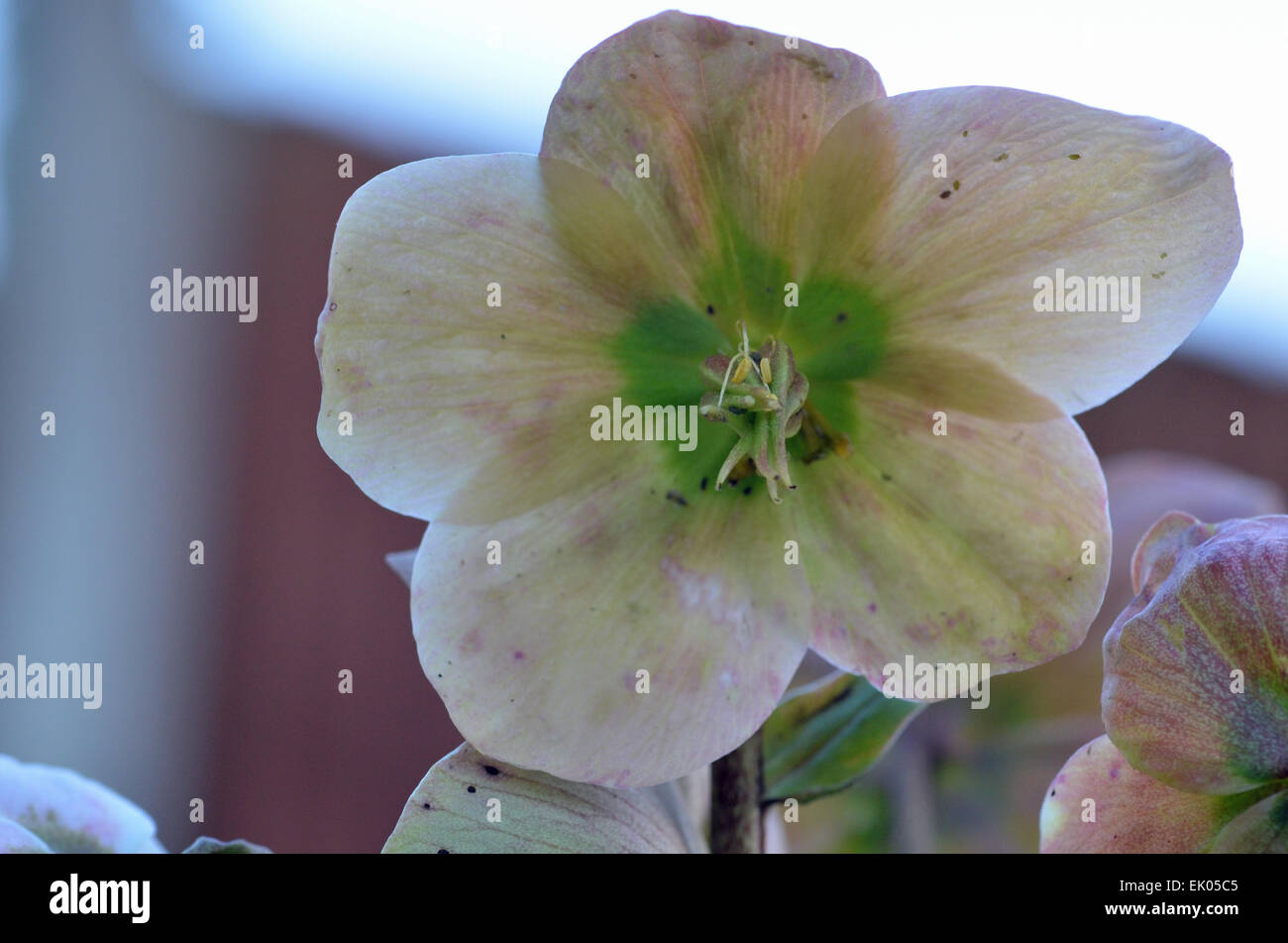 Pale cream and pink Hellebore Stock Photo - Alamy