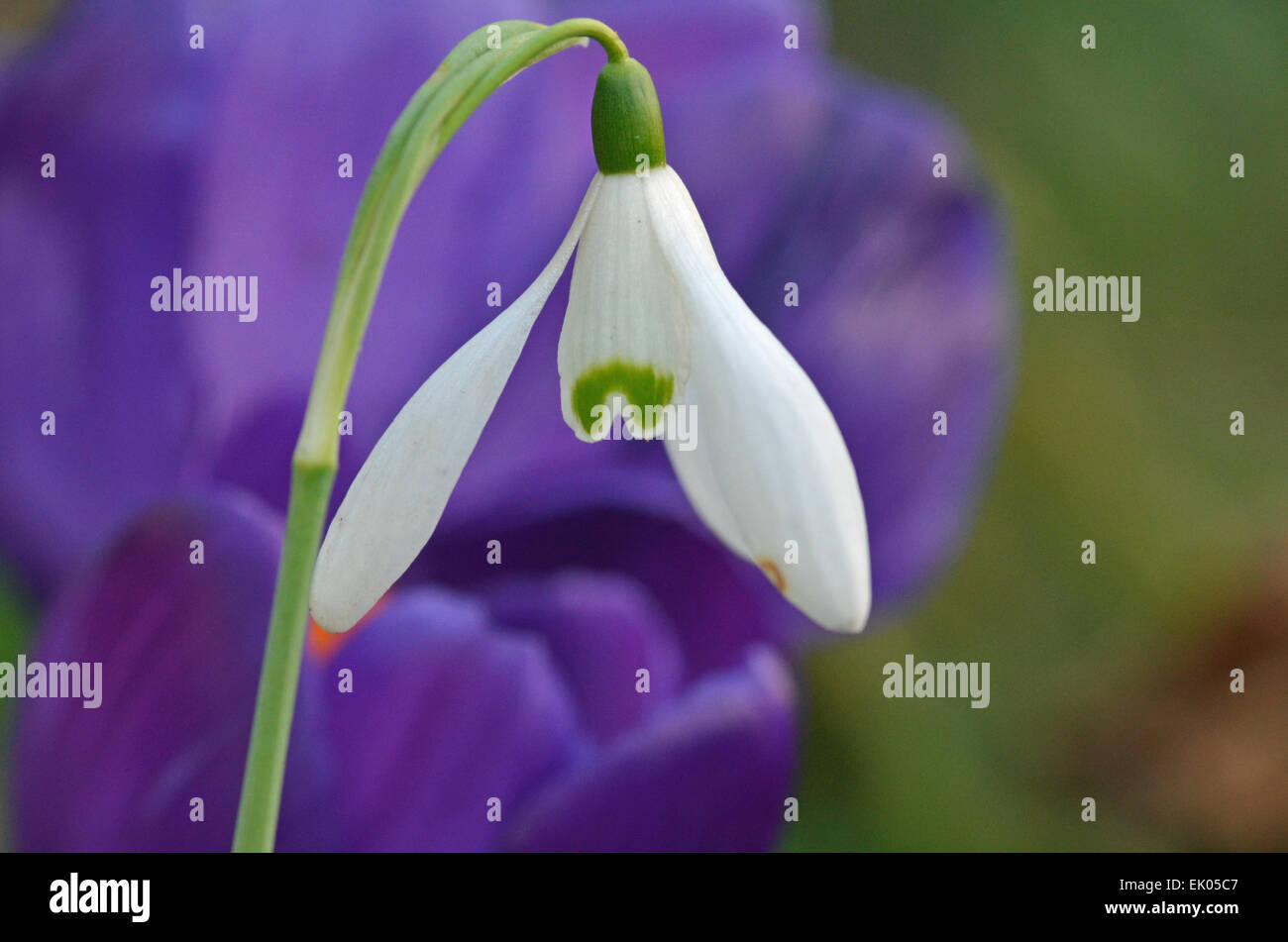 Snowdrop with Purple Crocus Background Macro Stock Photo - Alamy