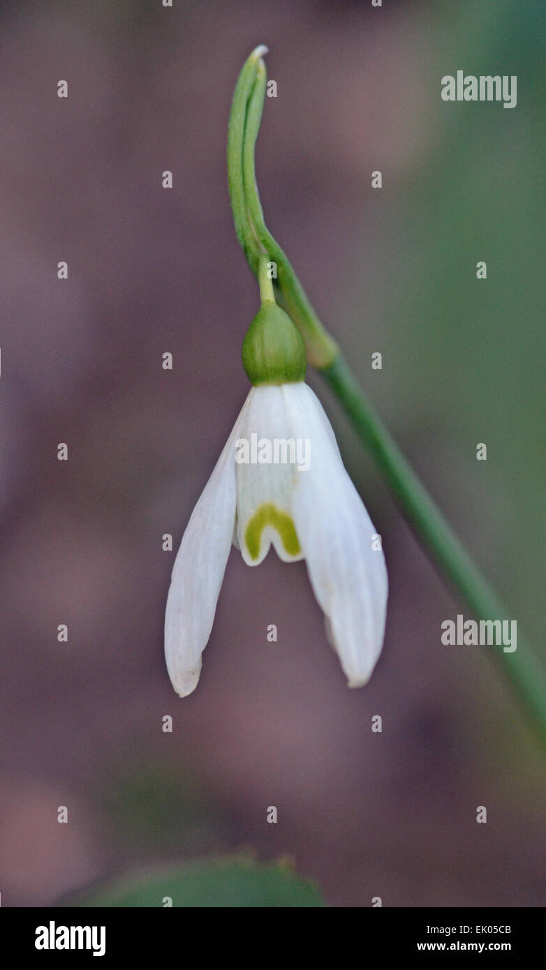 Closeup detail white snowdrop hi-res stock photography and images - Alamy