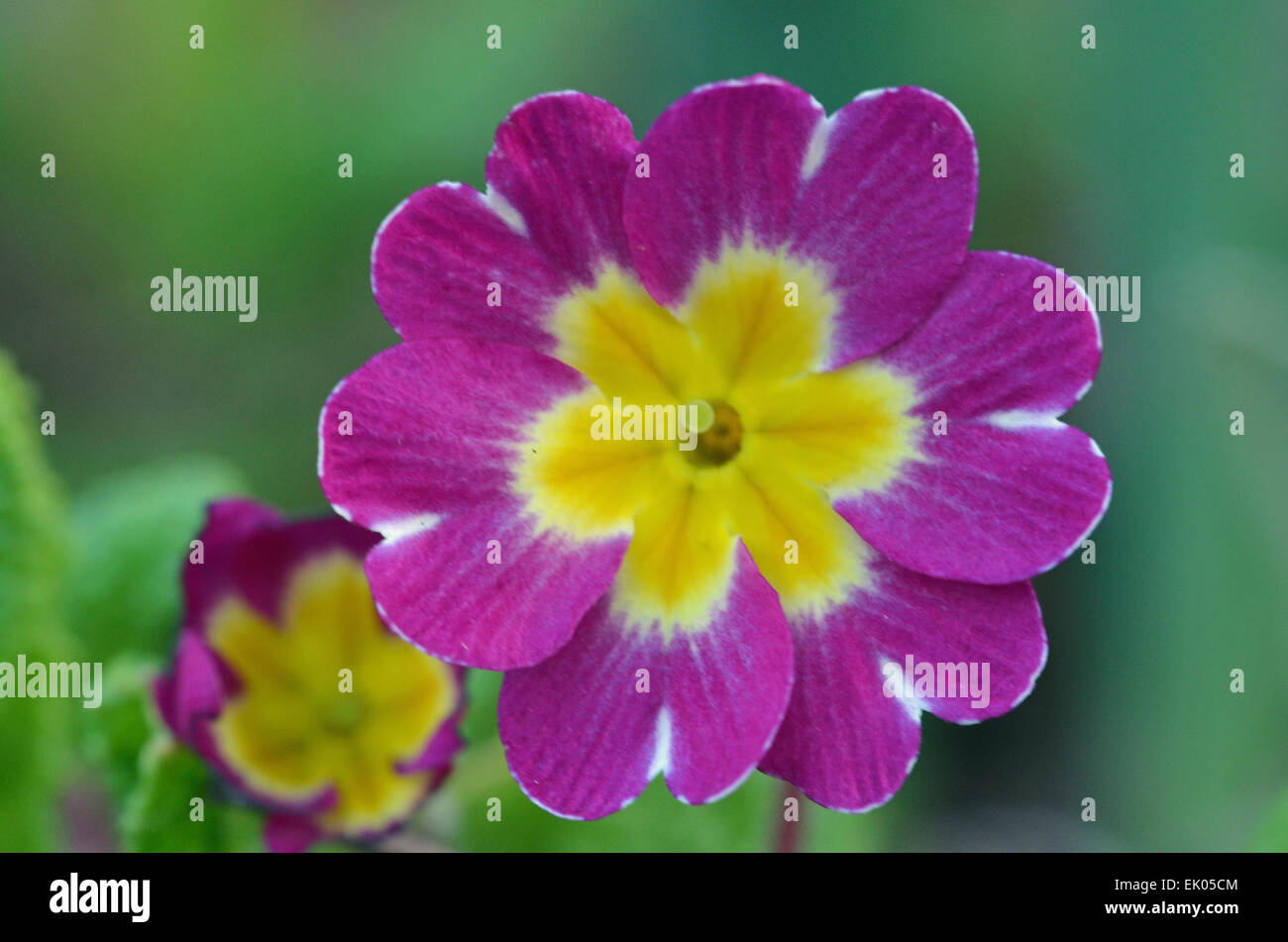 Purple primrose hi-res stock photography and images - Alamy