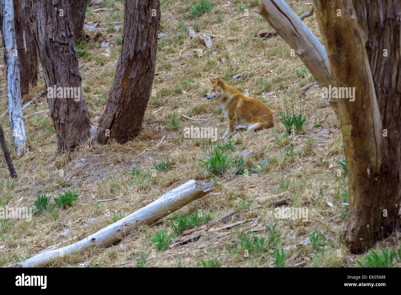 Australian dingos hi-res stock photography and images - Alamy
