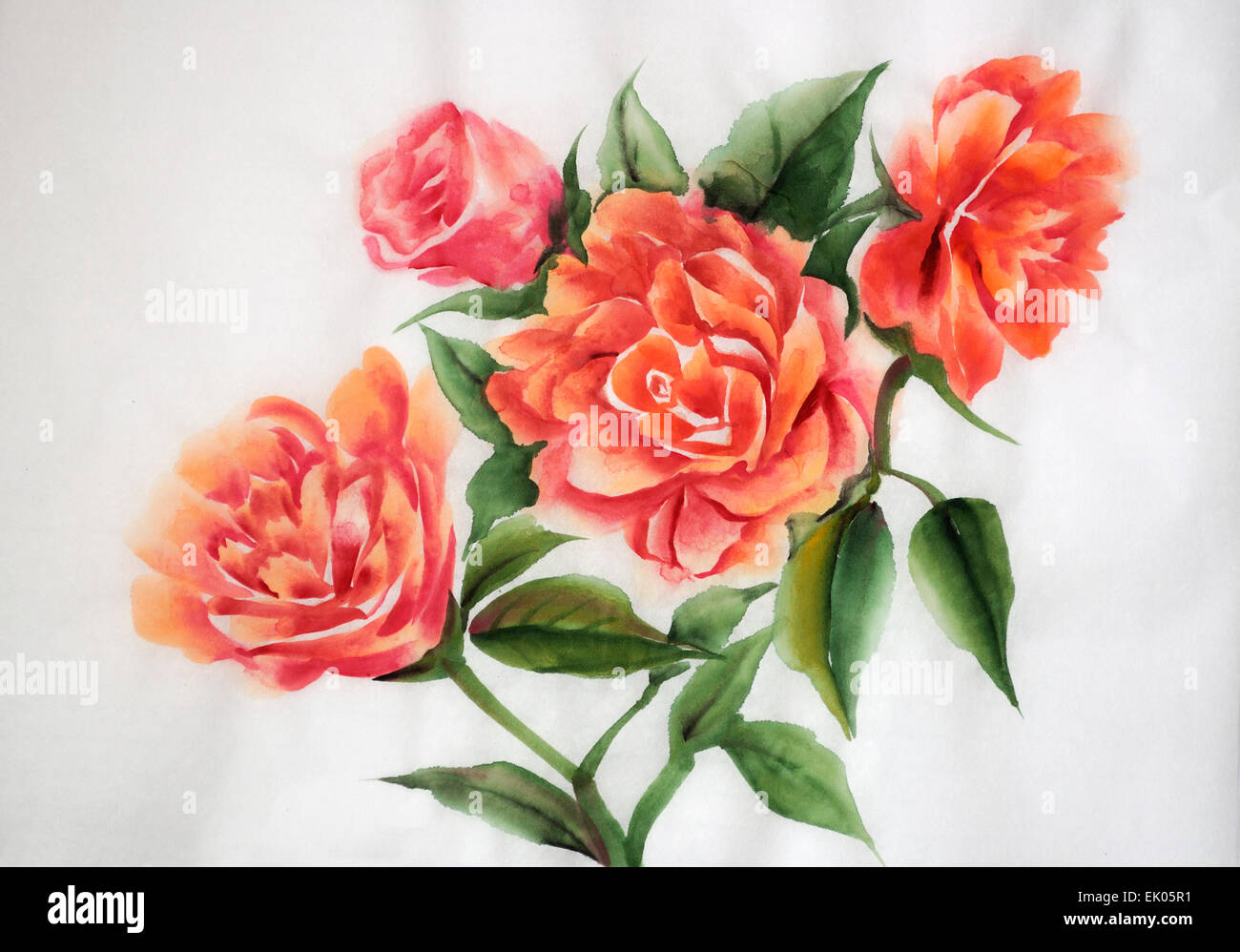 Orange roses original watercolor painting on white background Stock ...