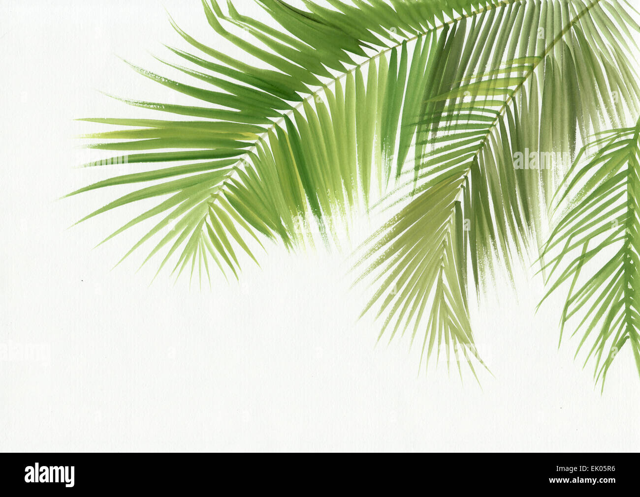 Palm leaves isolated on white background. Original watercolor painting ...