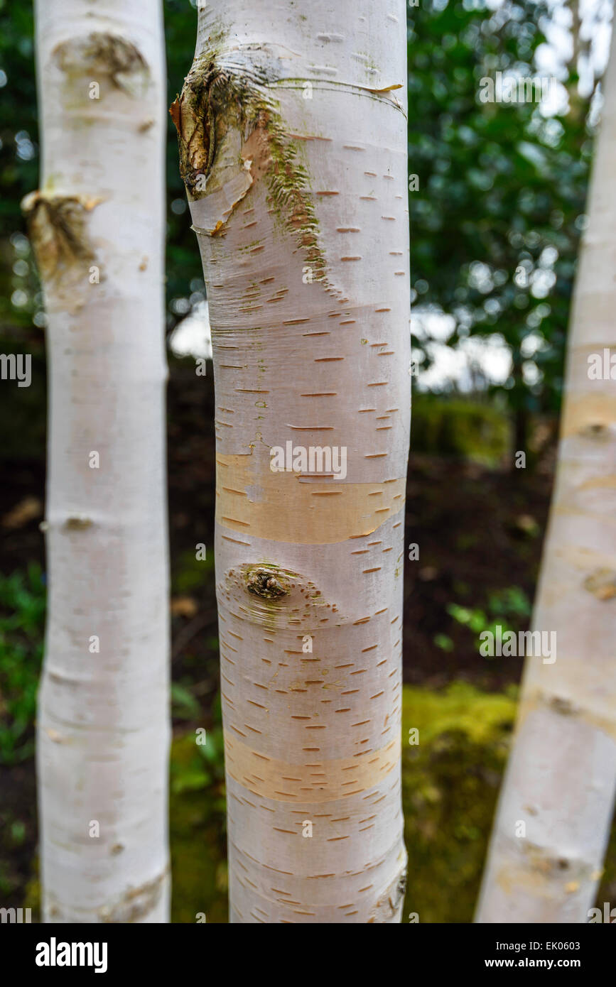 Pale barked trees Stock Photo - Alamy